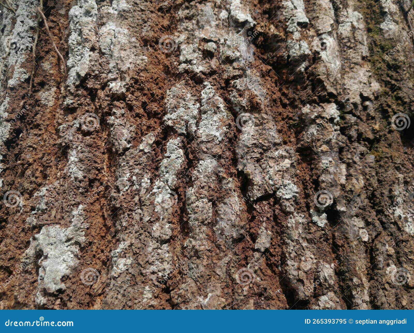 The Texture of the Tree Which Has a Unique Style Stock Image - Image of ...