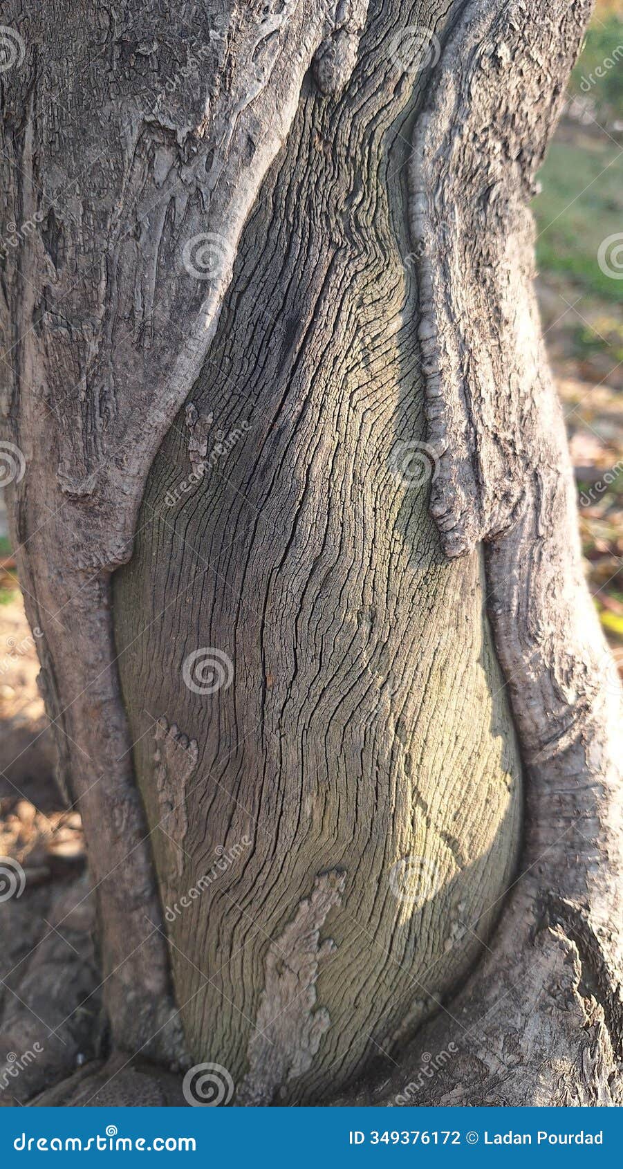 The Texture of a Tree Whose Bark Has Been Removed and Whose Trunk Has ...