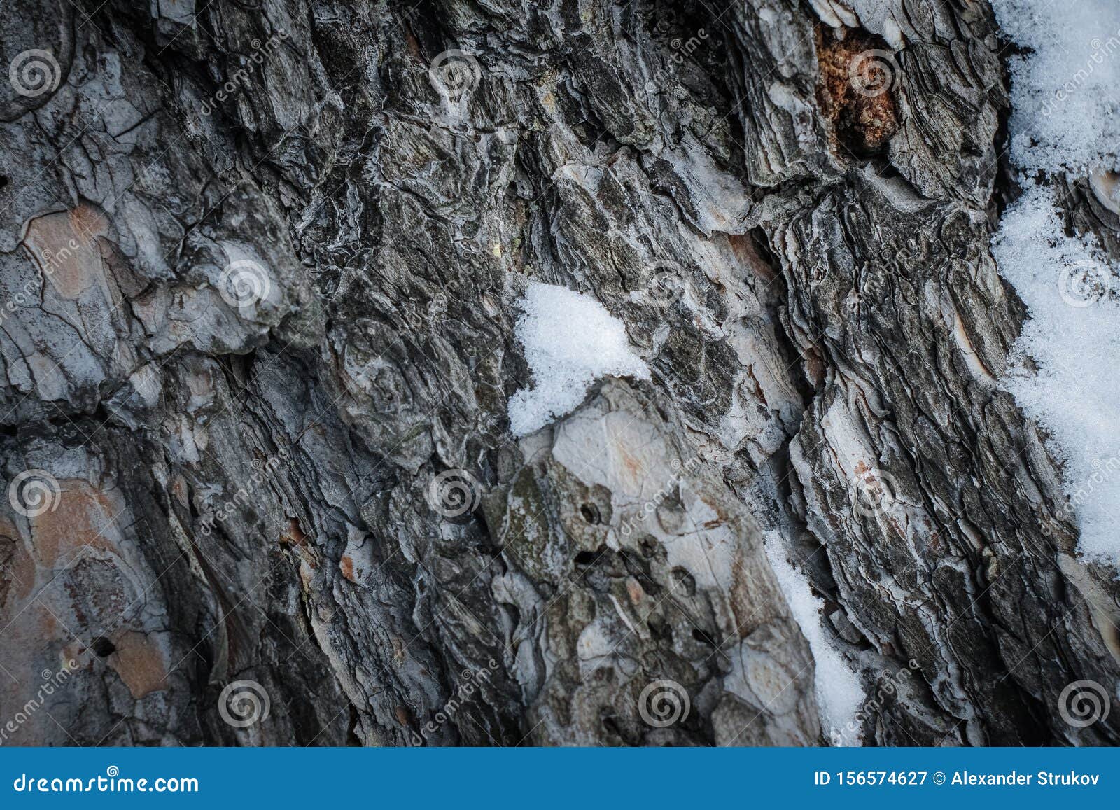 Texture of a Tree in Winter Covered with Snow and Ice Embossed Oak Bark ...
