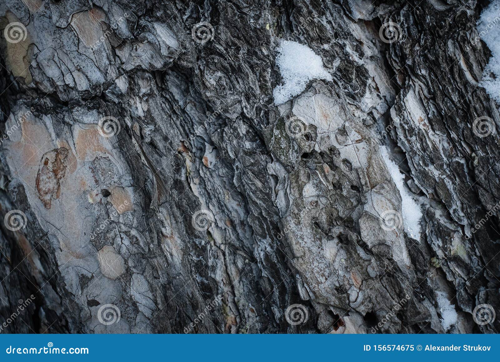Texture of a Tree in Winter Covered with Snow and Ice Embossed Oak Bark ...