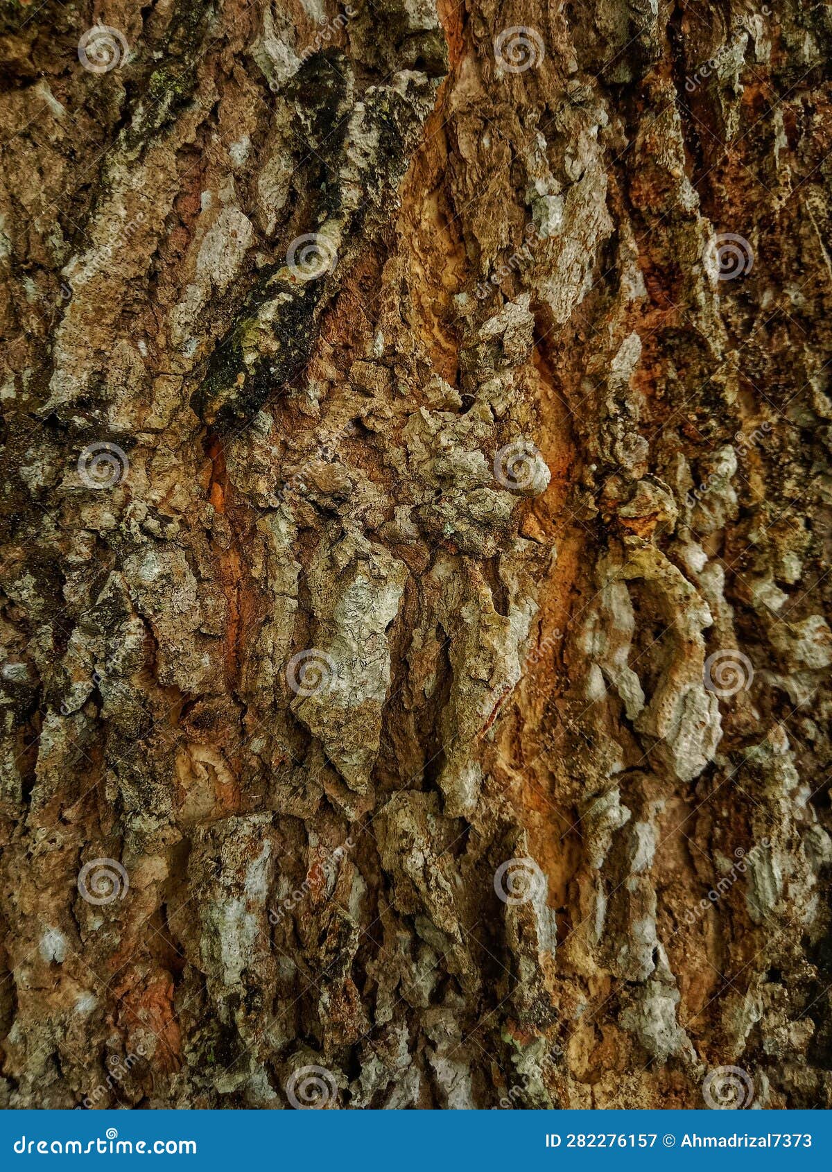 Texture of Trembesi Tree Bark & X28;Samanea Saman& X29; Stock Image ...