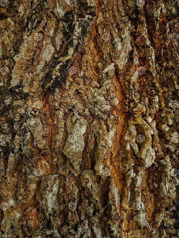 Texture of Trembesi Tree Bark & X28;Samanea Saman& X29; Stock Image ...