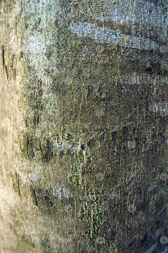 Abstract Surface Texture and Trenches on the Bark of Tree Trunk Stock ...