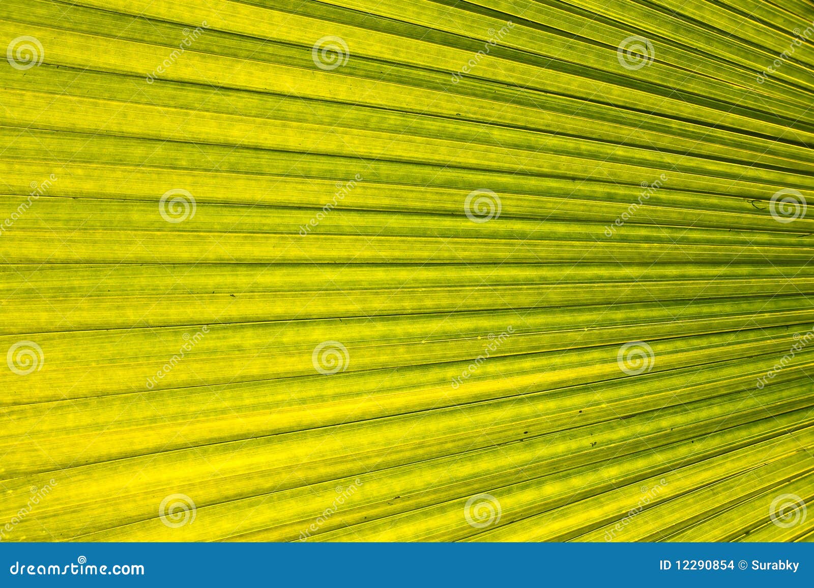 Texture of tropical leaf stock photo. Image of textured - 12290854