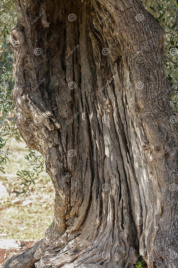 Texture of a Trunk and an Ancient Olive Tree Stock Image - Image of ...