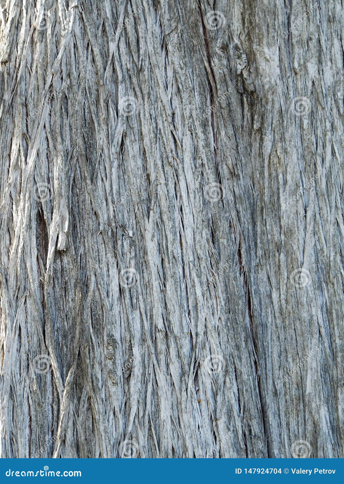 Surface Texture of the Trunk of the Cypress Stock Photo - Image of ...
