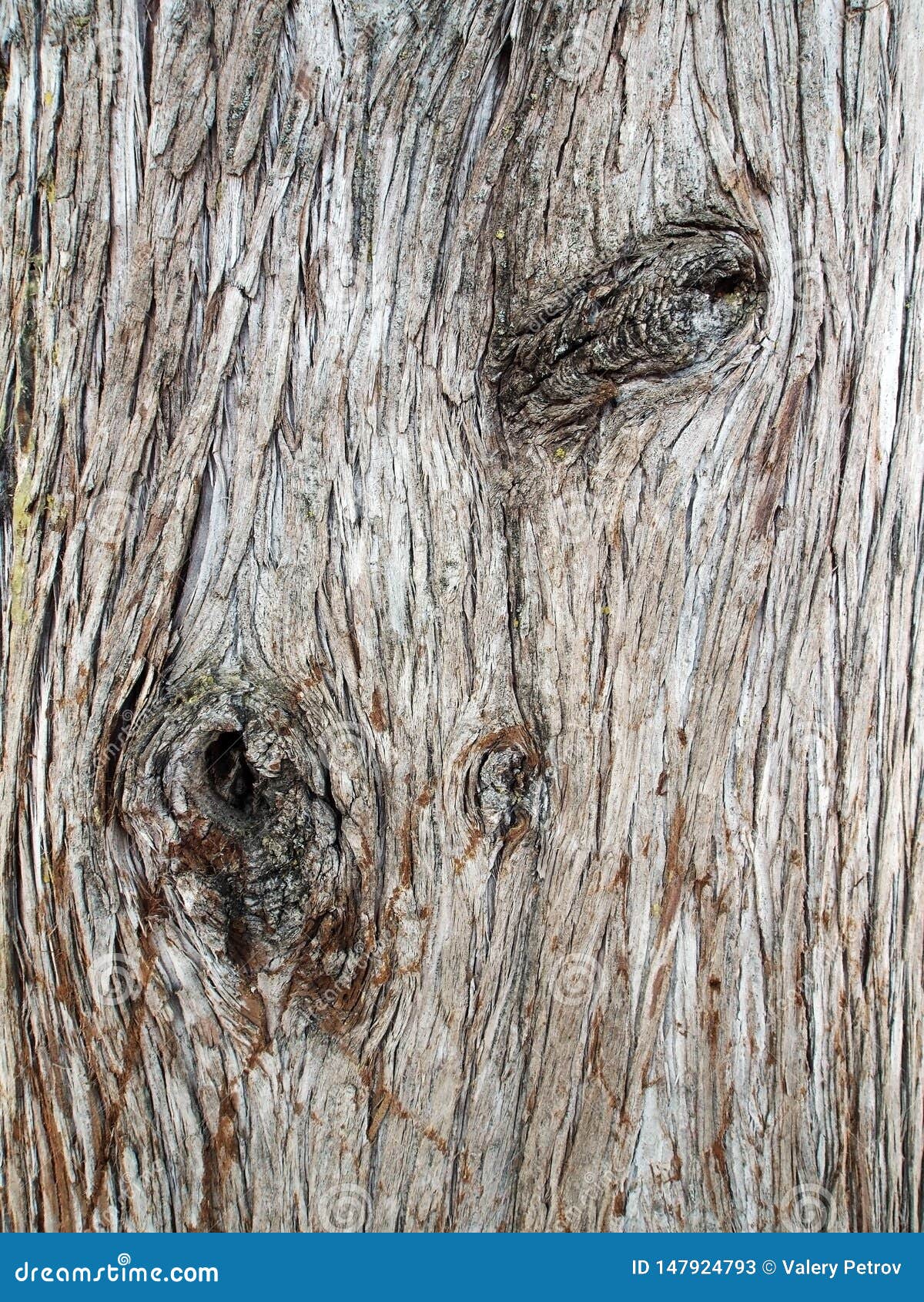 Surface Texture of the Trunk of the Cypress Stock Image - Image of ...