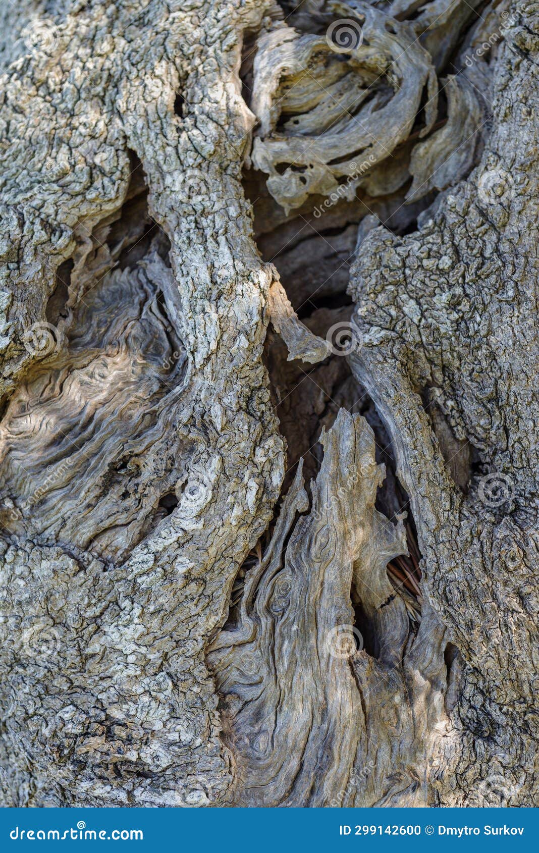 Bark of olive tree stock photo. Image of knotty, textured - 299142600