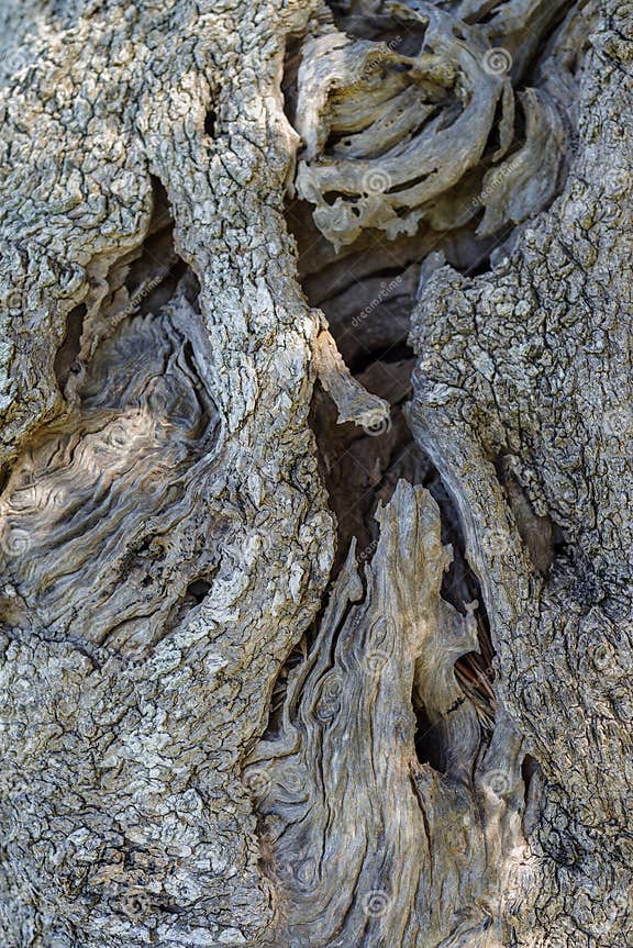 Bark of olive tree stock photo. Image of knotty, textured - 299142600