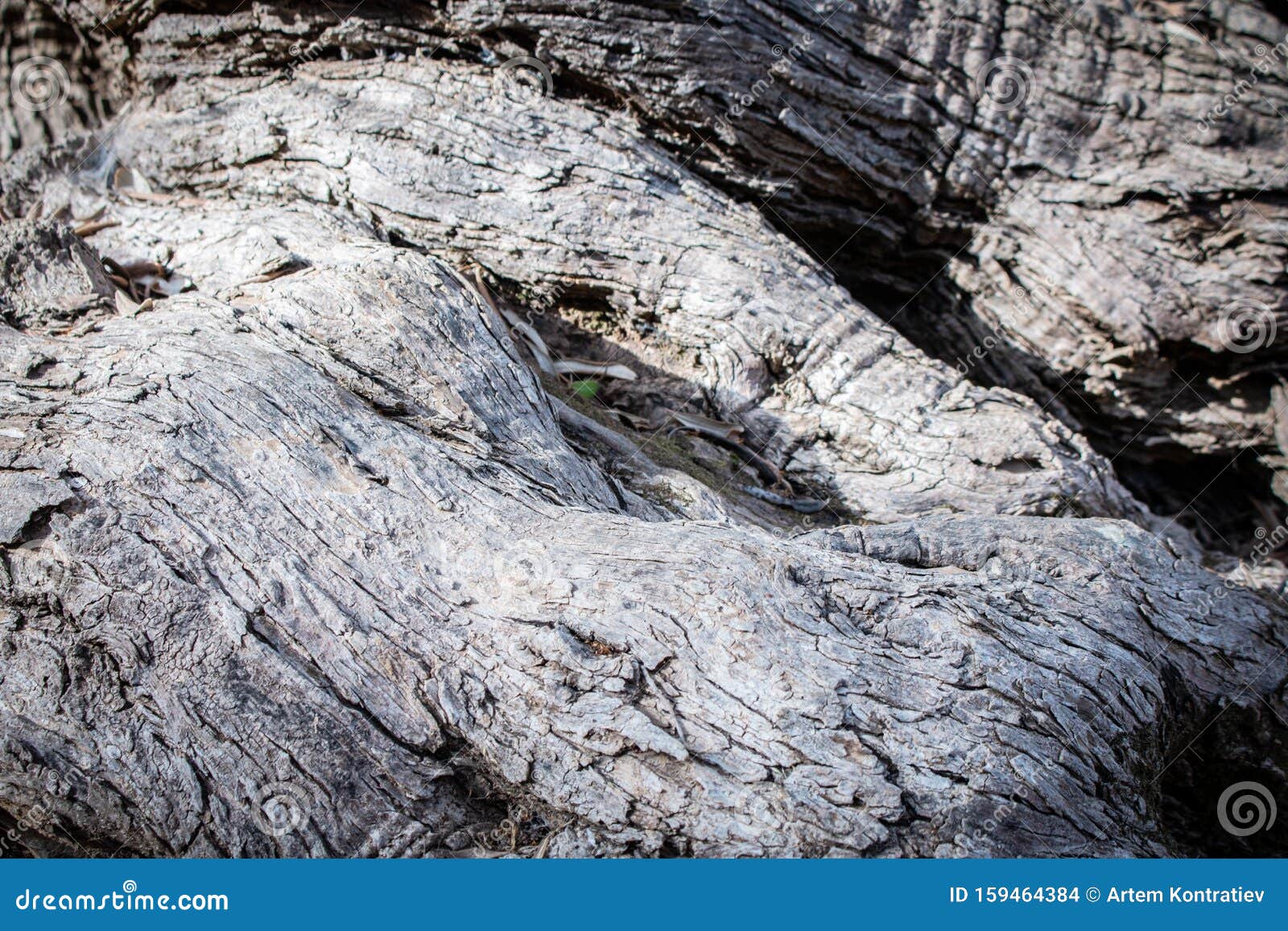 Texture Trunk of an Old Olive Tree Natural Design Element. Texture of a ...
