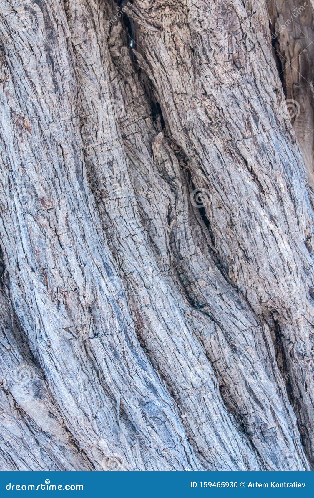 Texture Trunk of an Old Olive Tree Natural Design Element. Texture of a ...