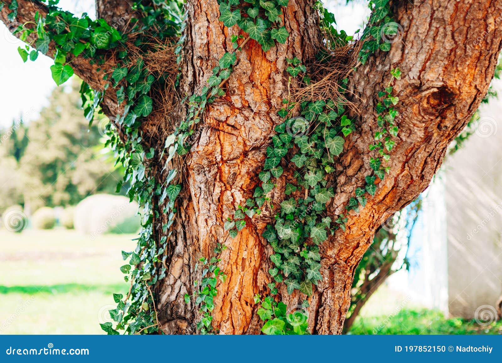 The Texture of the Trunk of an Old Tree with Curly Green Ivy. Stock ...