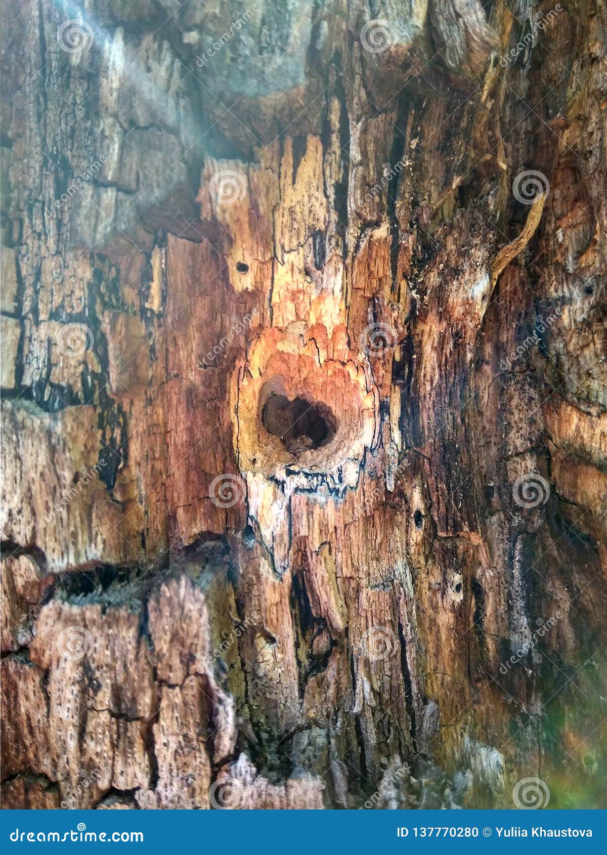 Trunk of an Old Tree with a Hollow Inthe Form Heart Stock Photo - Image ...