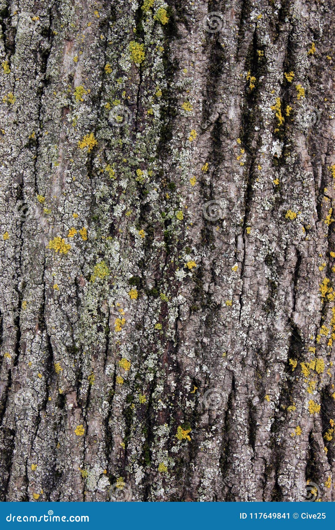 Tree texture in winter stock image. Image of brown, tree - 117649841