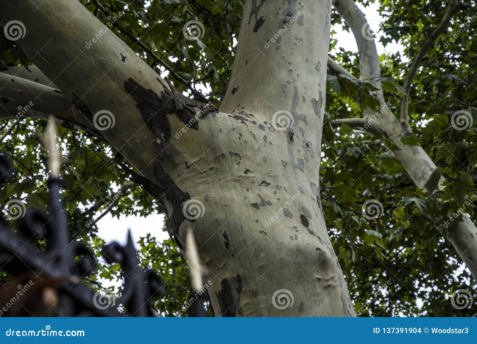 The Textures of the Trunk of the Plane Tree. the Split Barrel is Gray ...
