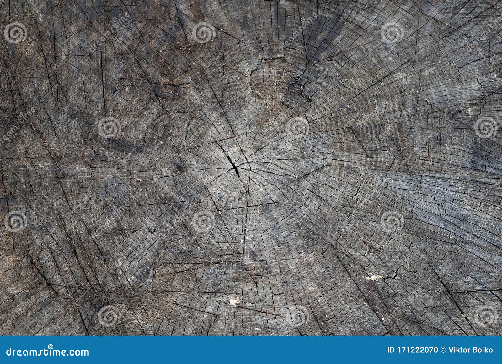 Texture of the Trunk To Cut with Cuts from the Ax Cuts Stock Photo ...