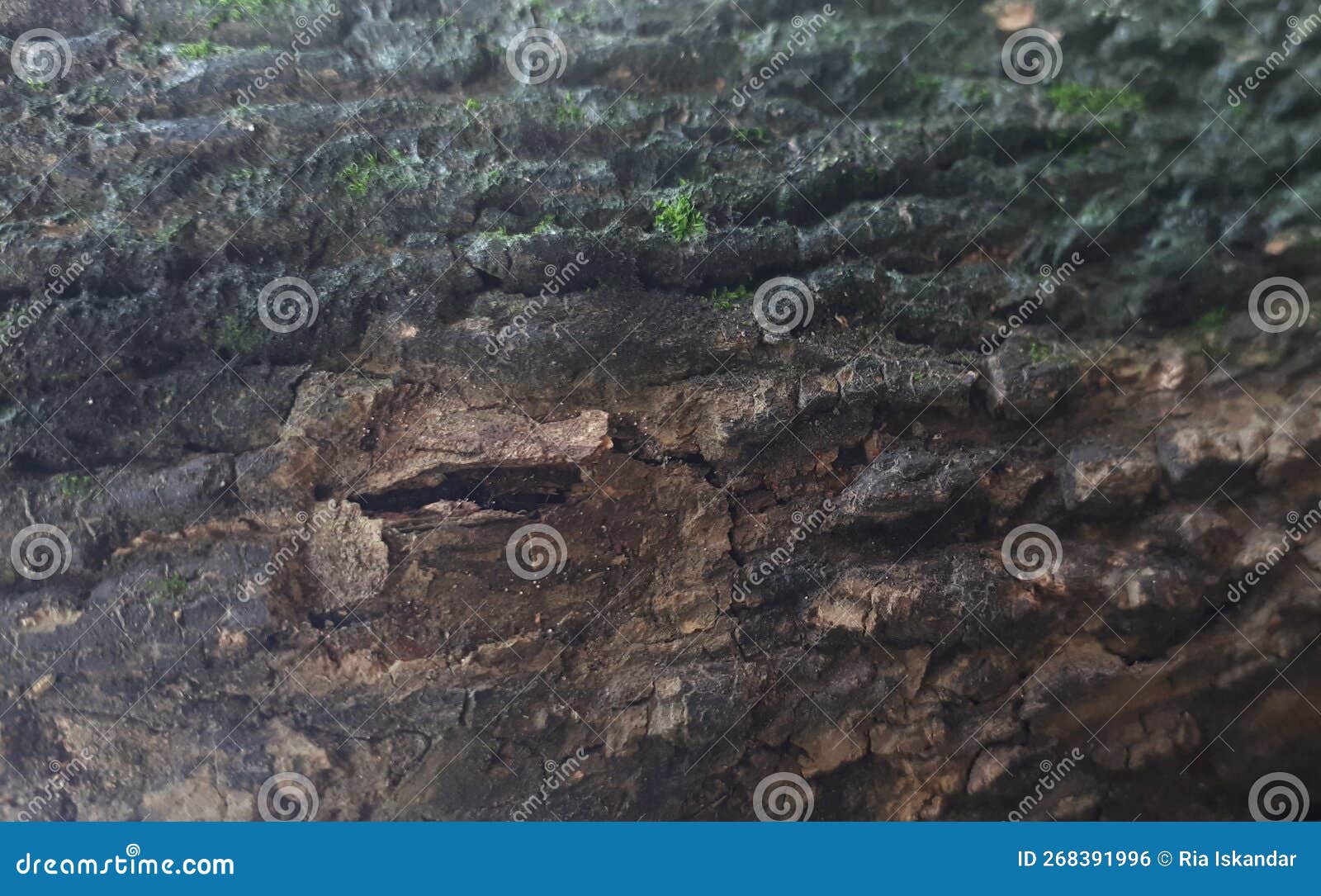 Texture Trunk of Tree on the Roadside for Greening Stock Photo - Image ...
