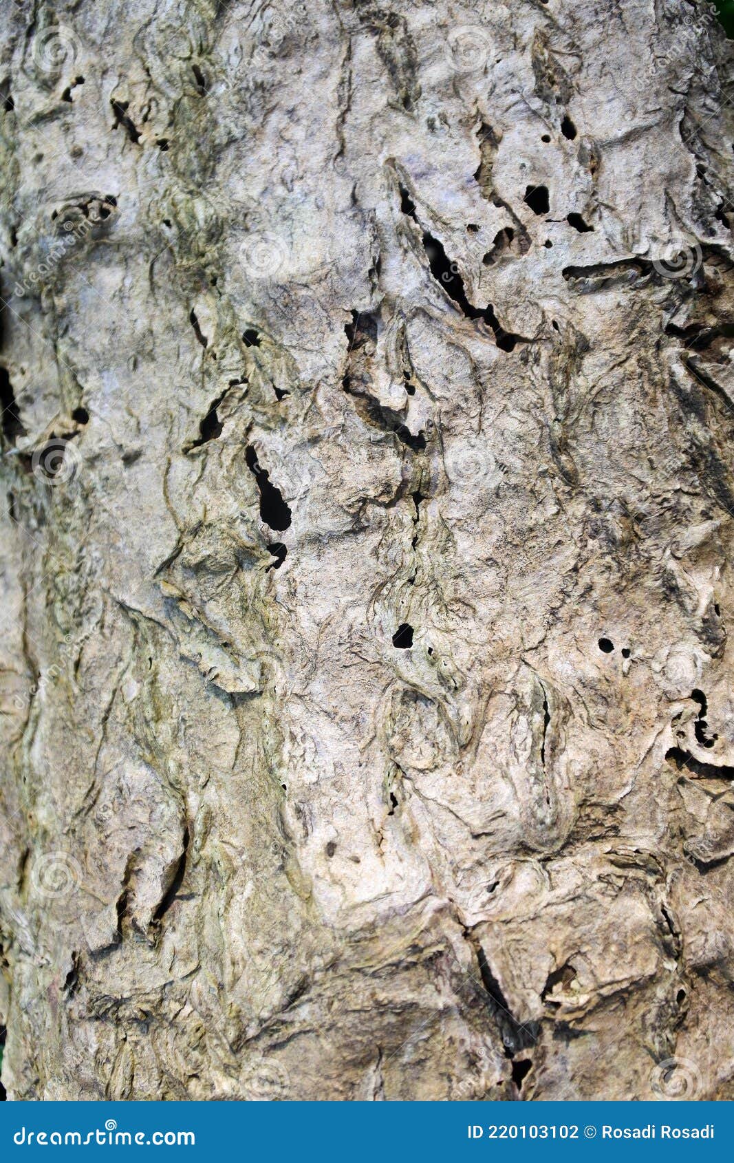 The Texture of the Trunk of a Tropical Forest Dry Tree is Perfect for ...