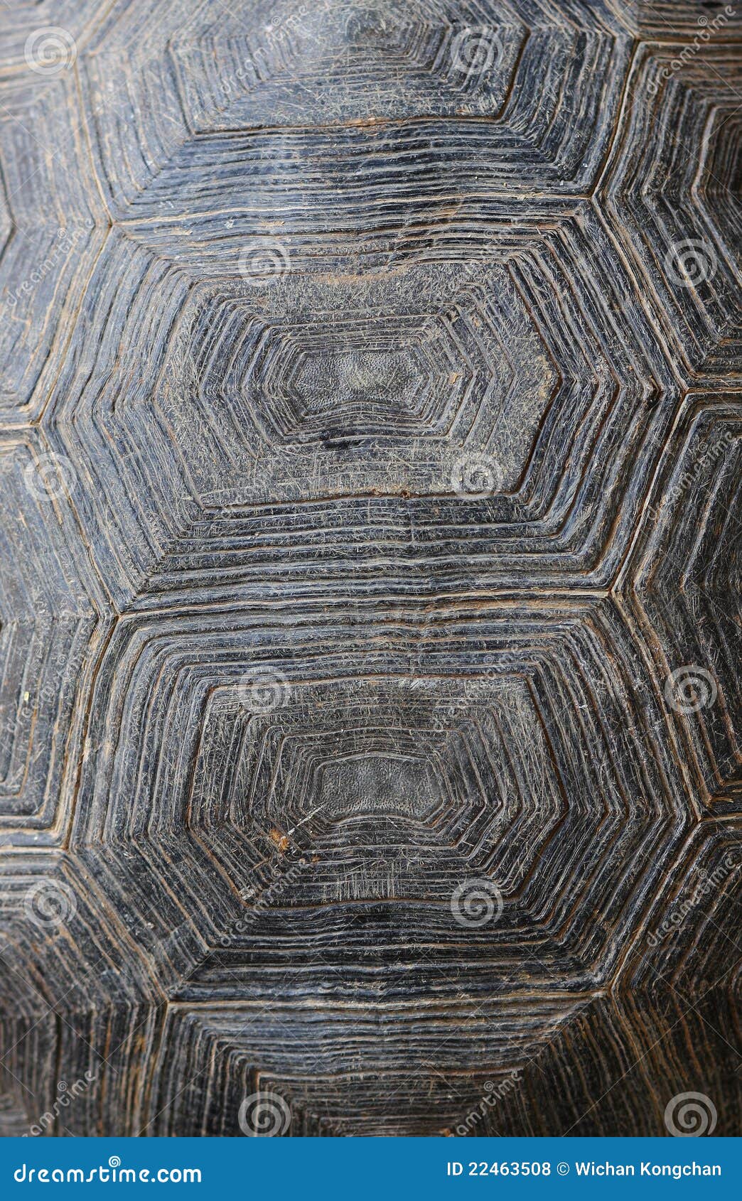 Texture Of Turtle Carapace. , Pattern On Tortoise Shell Backgrou ...