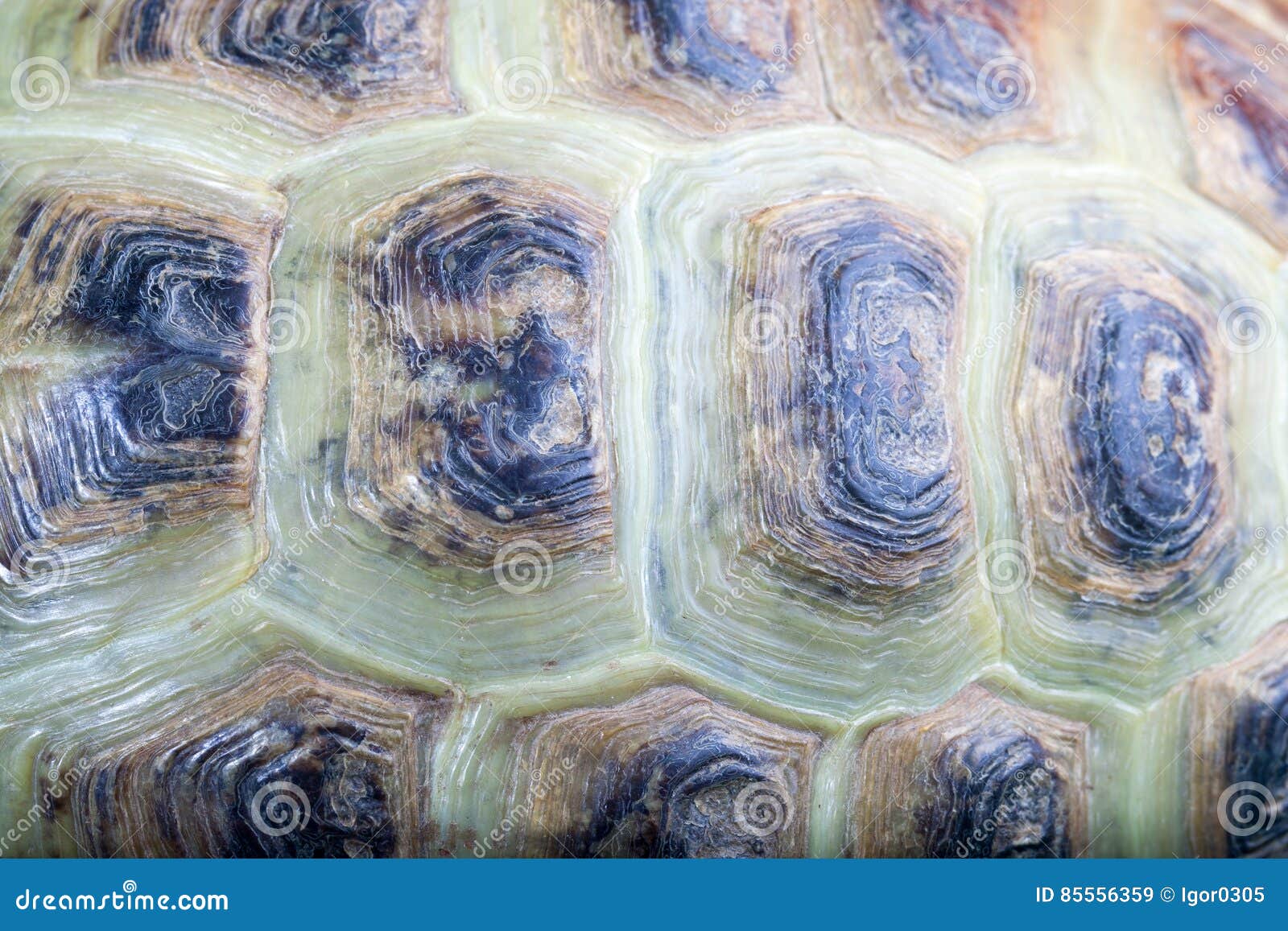 Texture of Turtle Carapace. Stock Image - Image of symmetrical, close ...