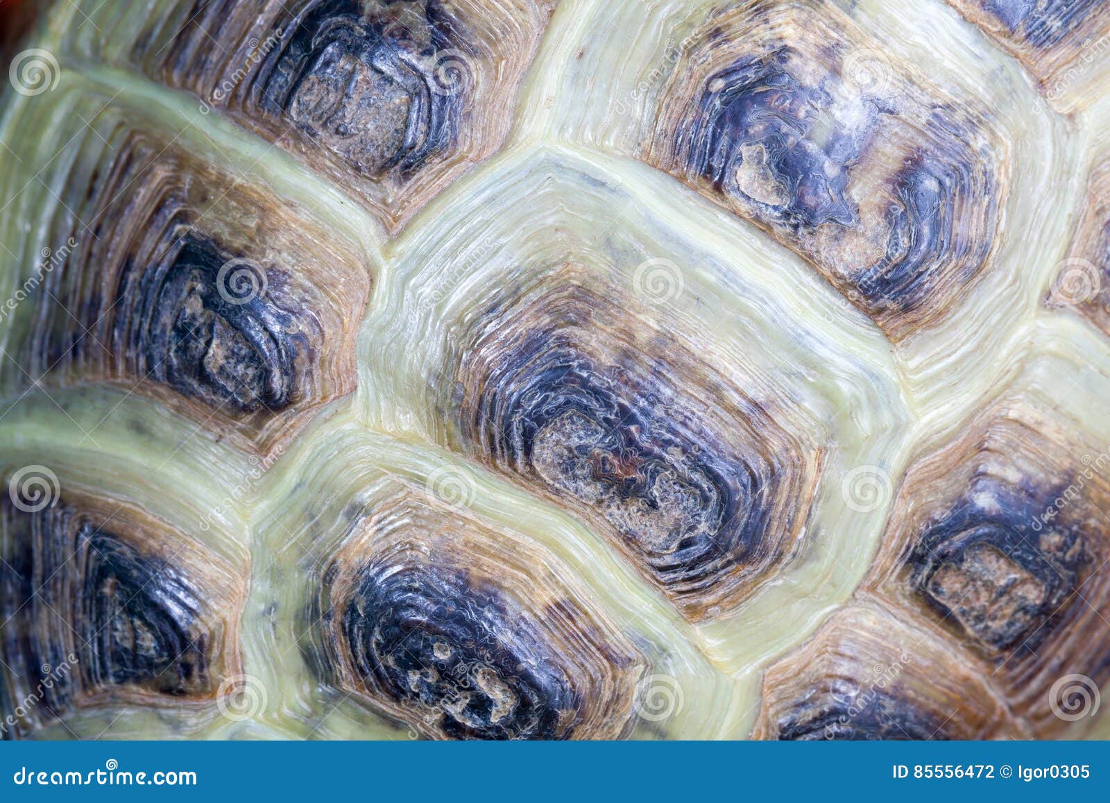 Texture of Turtle Carapace. Stock Photo - Image of natural, macro: 85556472