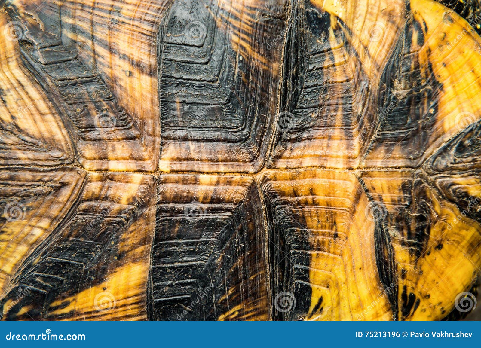 Texture of turtle shell stock photo. Image of beautiful - 75213196