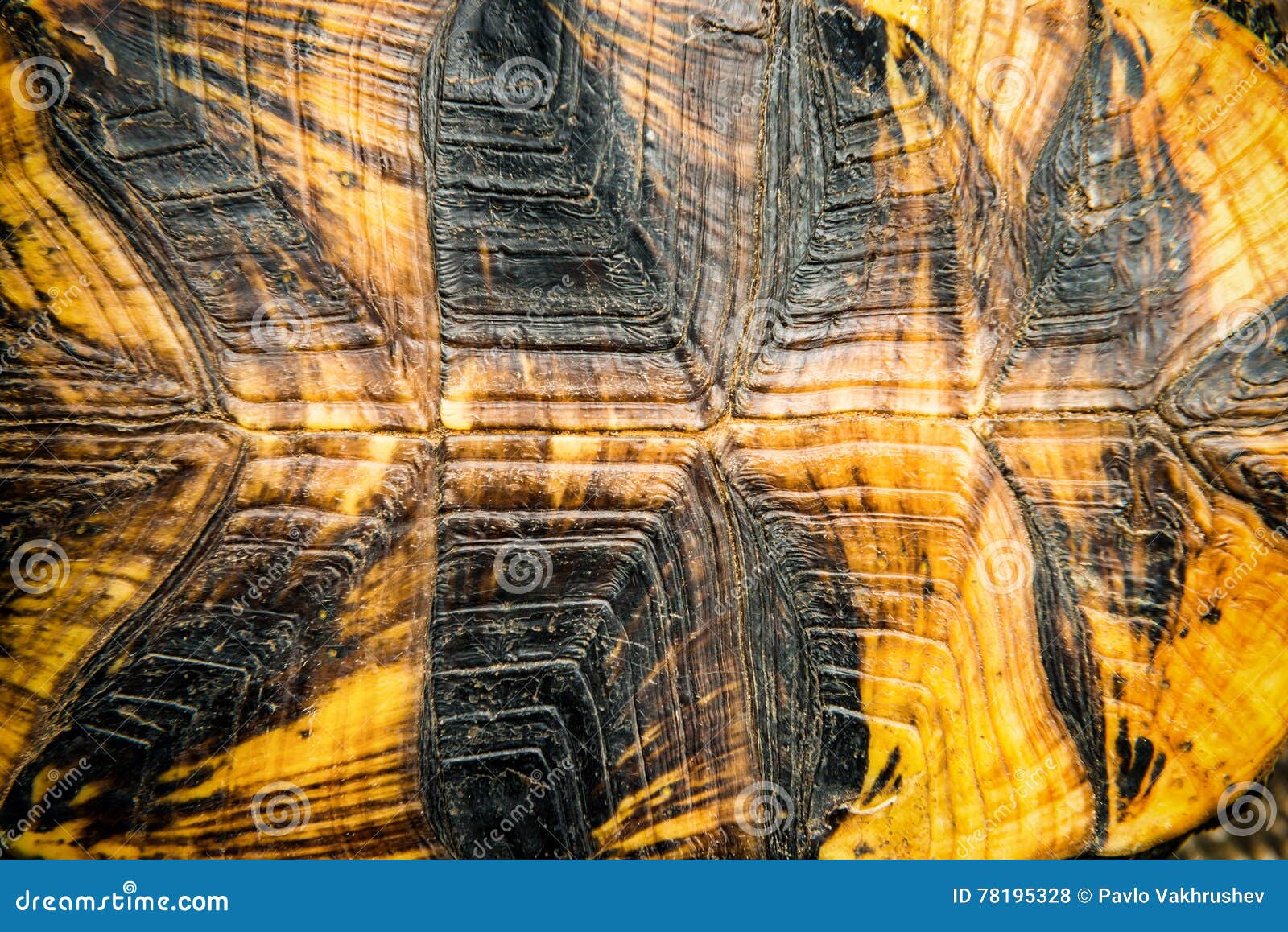 Texture of turtle shell stock photo. Image of abstract - 78195328