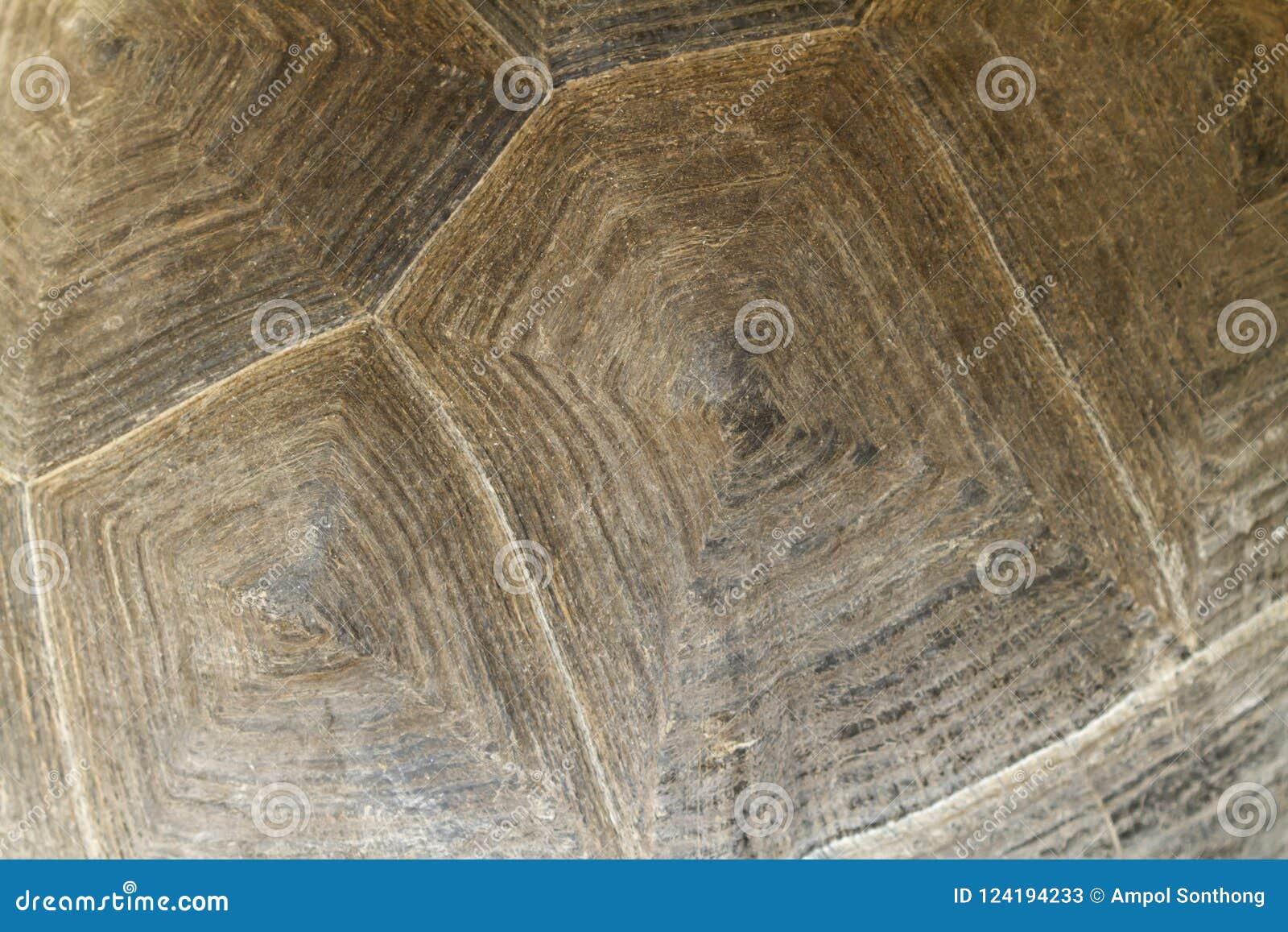 Texture of Turtle Shell, Close Up View. Stock Image - Image of close ...