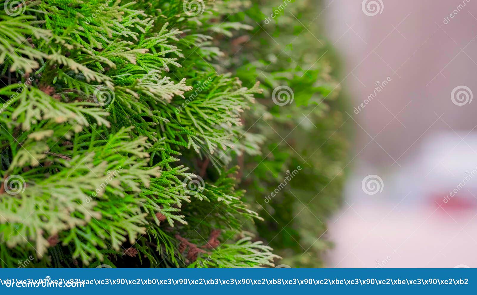 Texture of the tuya wood stock video. Video of flush - 178284841