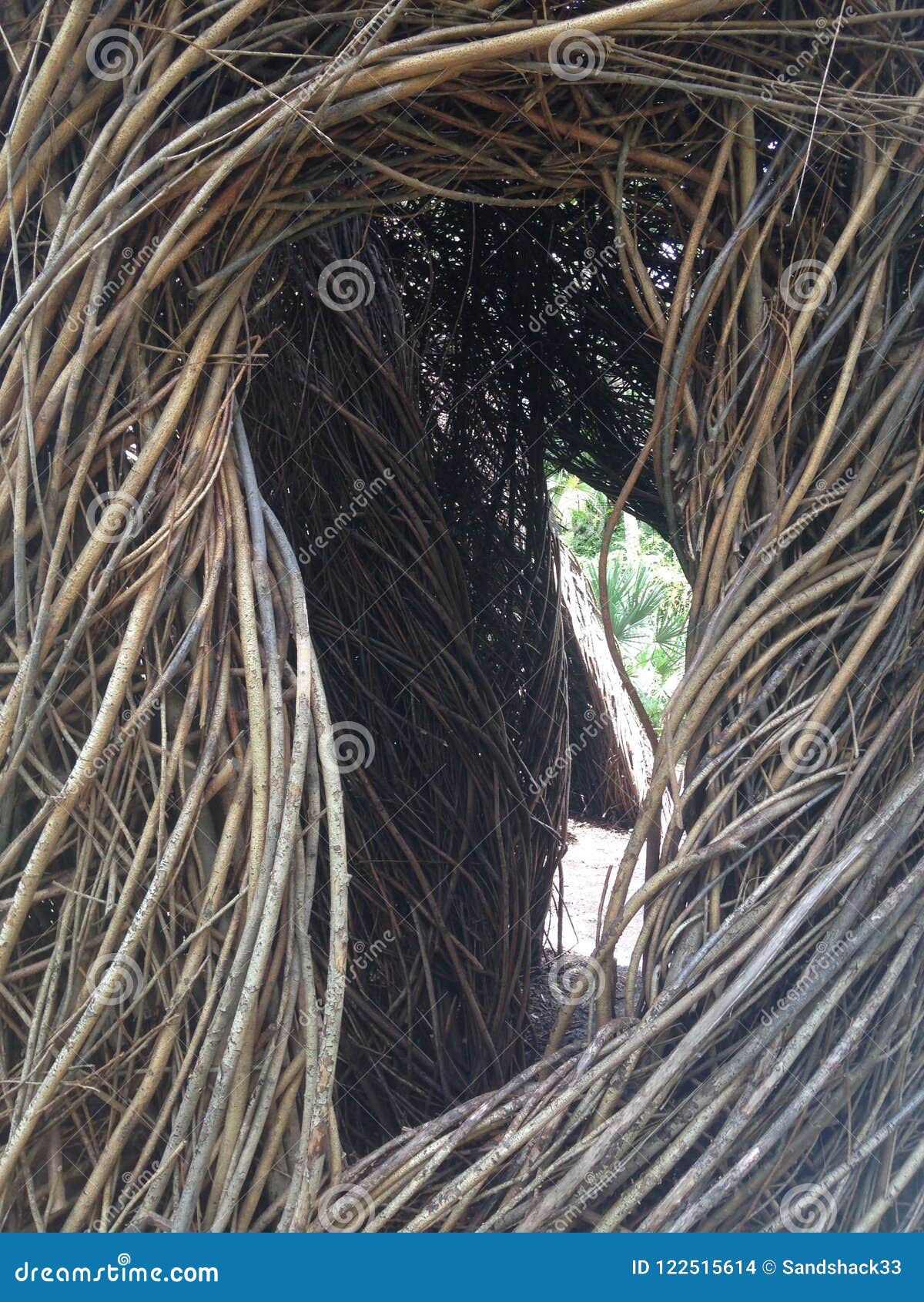 Twigs stock photo. Image of tourists, dunes, twisted - 122515614