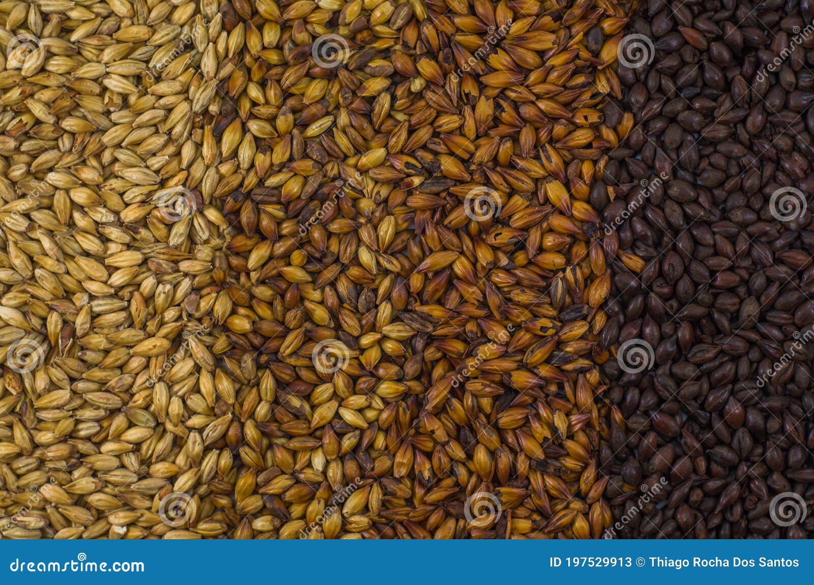 Texture with 4 Types of Barley Malt for Beer, Pale Ale Mal a Black ...