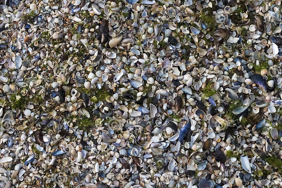 Background, Texture of the Sea Shore: Shells, Sand and Algae. Stock ...