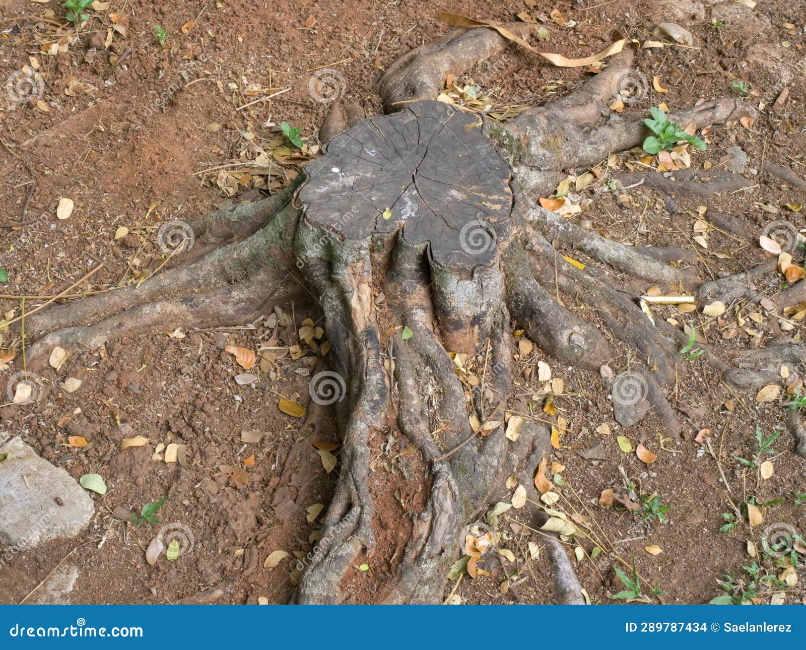 Texture of Used Trees that Have Been Cut Down Stock Photo - Image of ...