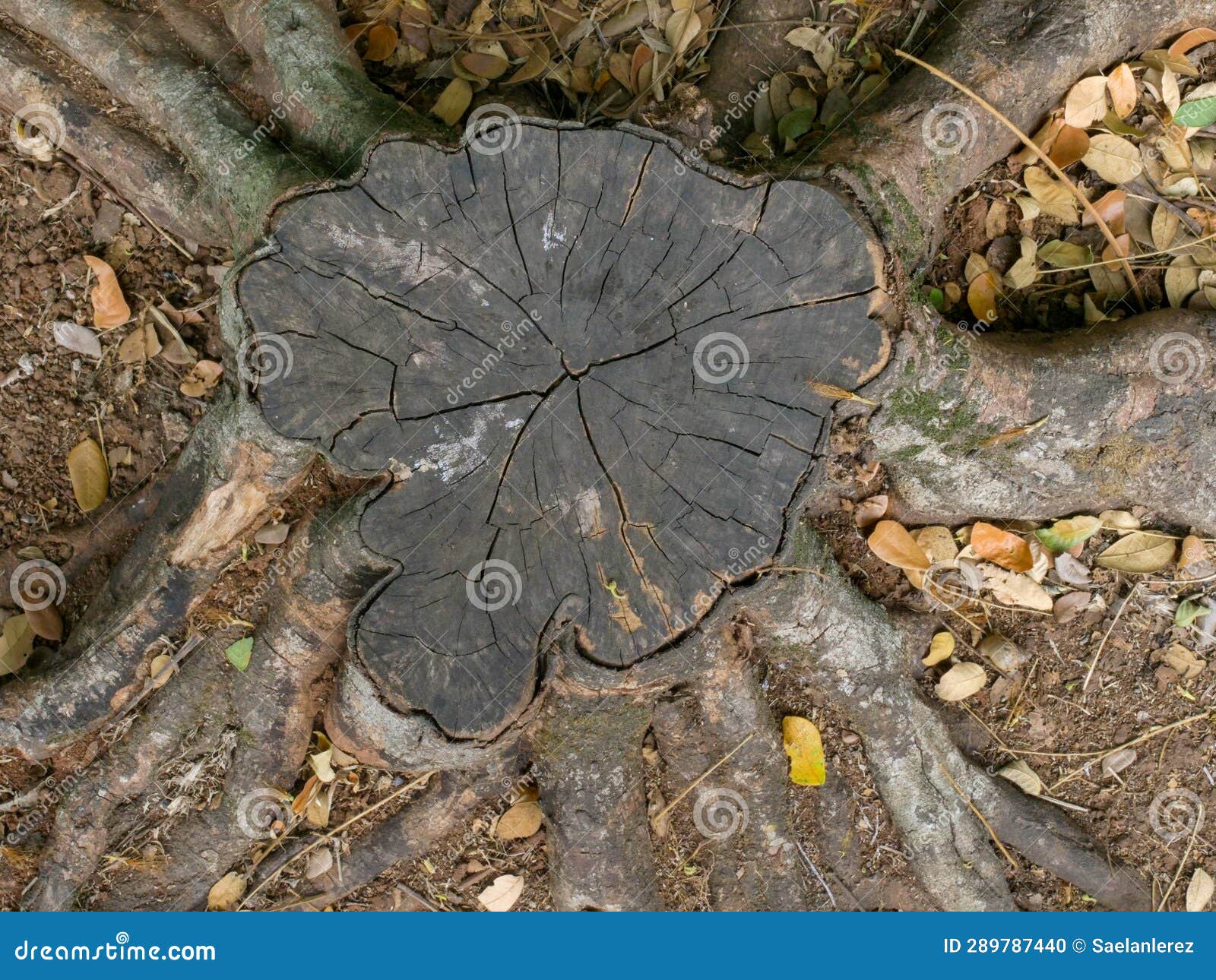 Texture of Used Trees that Have Been Cut Down Stock Photo - Image of ...