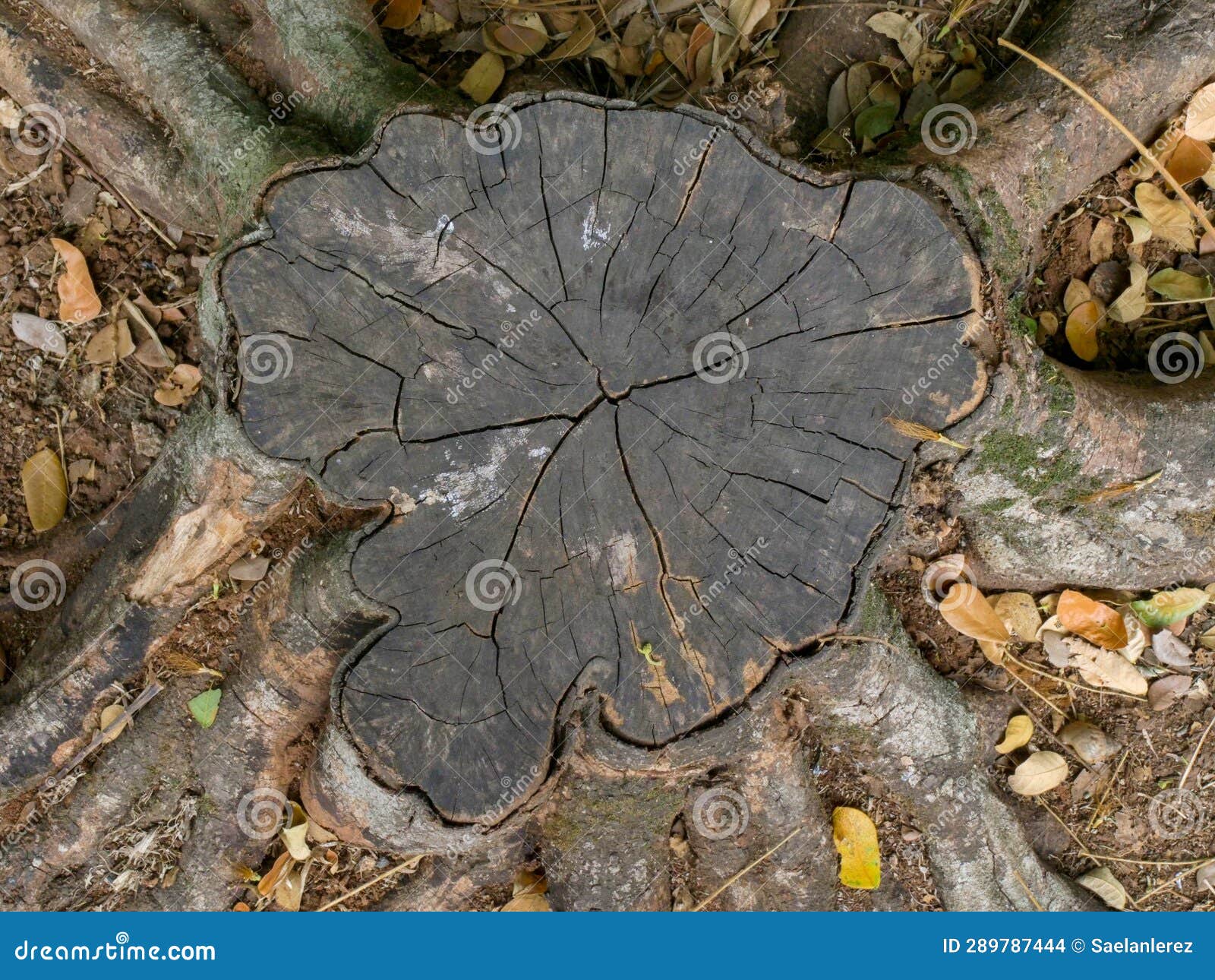 Texture of Used Trees that Have Been Cut Down Stock Photo - Image of ...