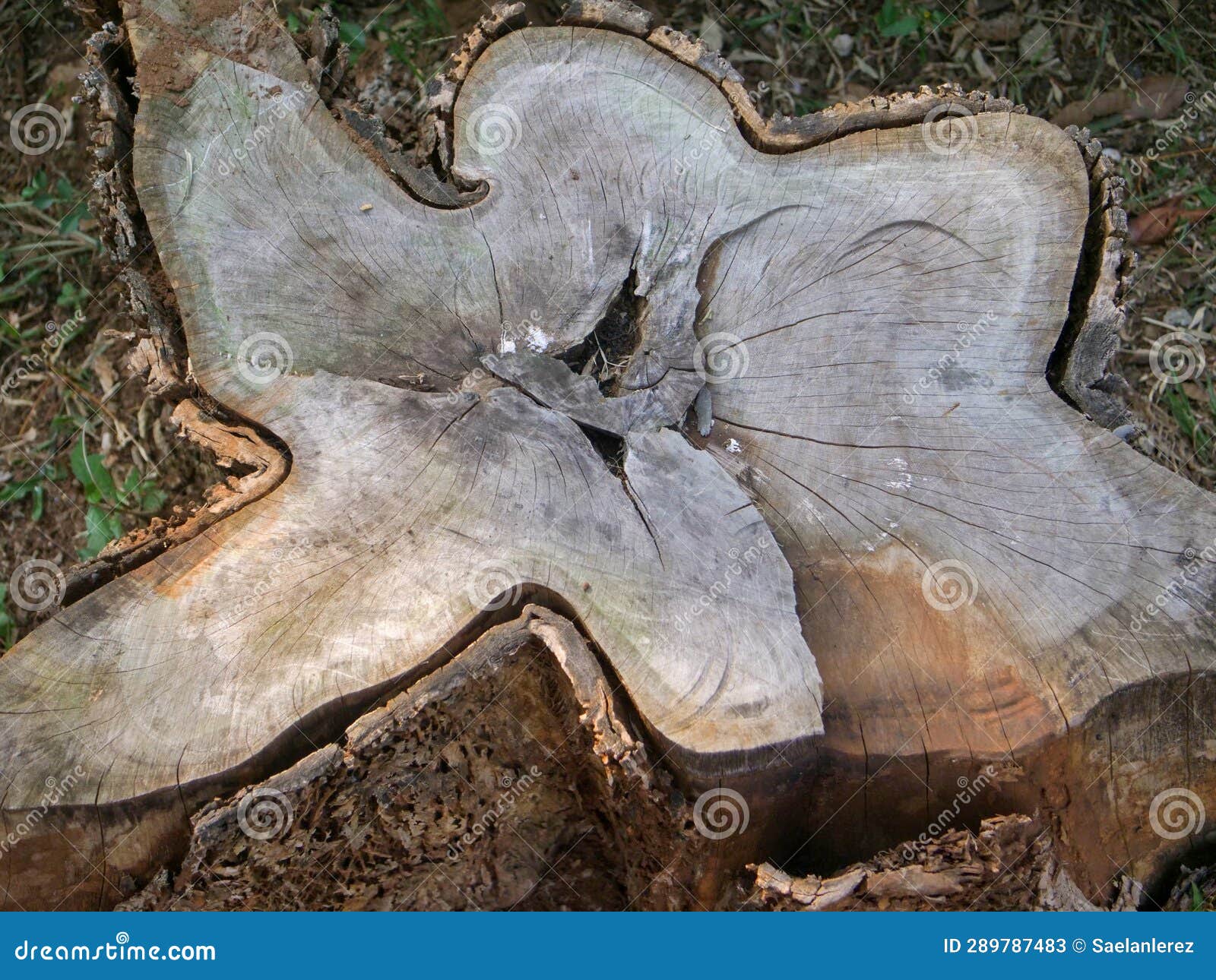 Texture of Used Trees that Have Been Cut Down Stock Image - Image of ...