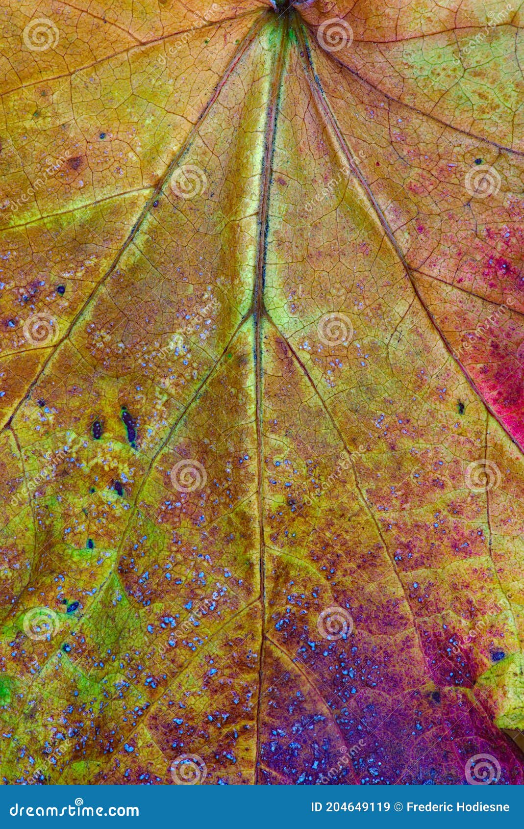 Texture and Colors of Dead Leaf Close-up Stock Image - Image of autumn ...