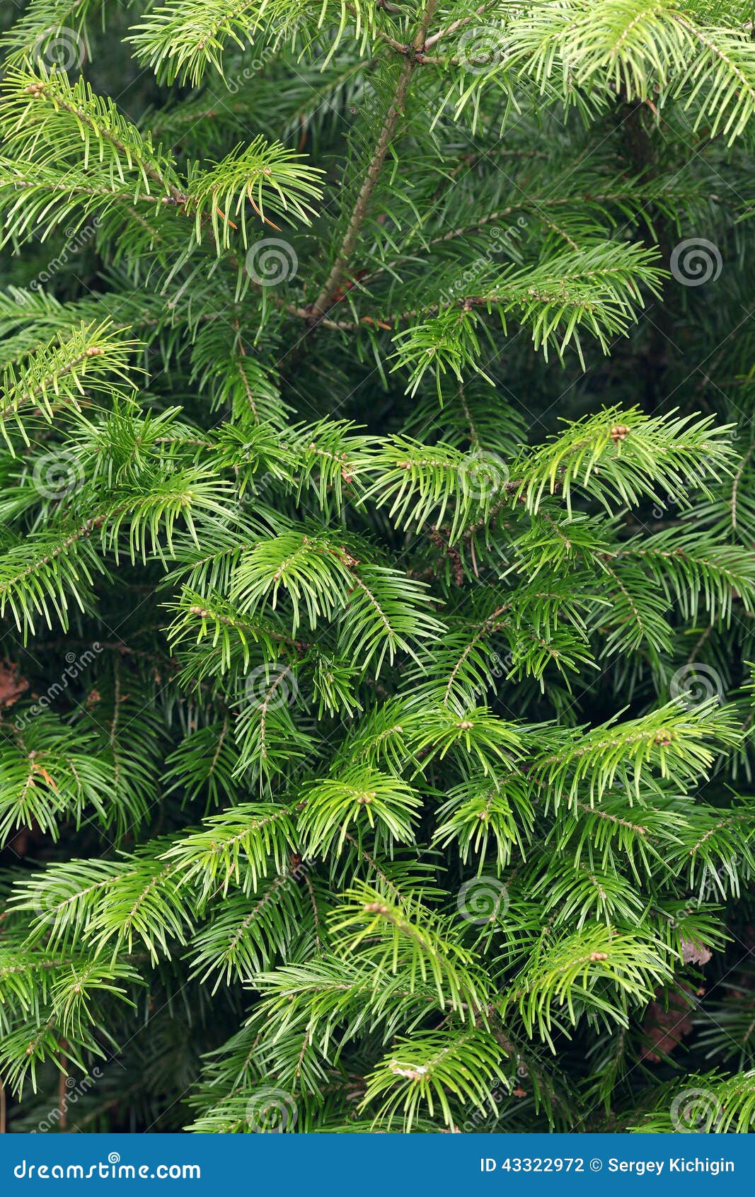 Texture Verte De Branches D'arbre De Sapin Photo stock - Image du ...