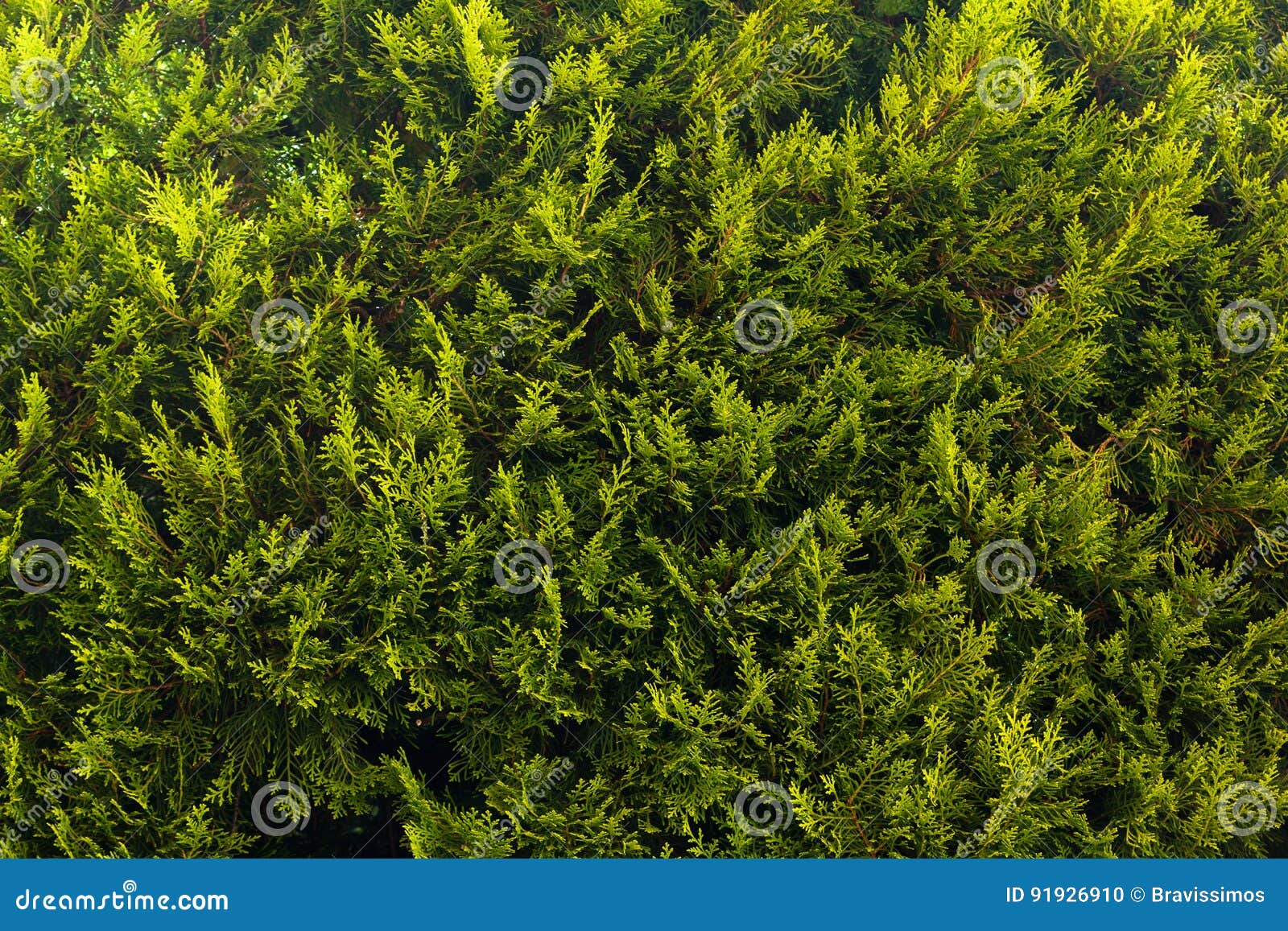 Texture verte de buisson photo stock. Image du vert, stationnement ...