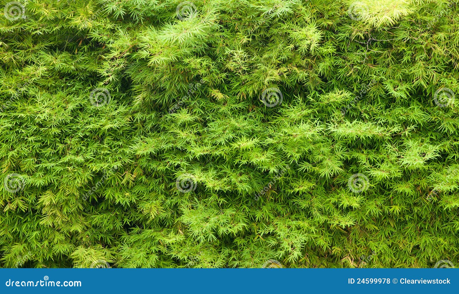 Texture Verte De Fond De Haie Photo stock - Image du lames, nature ...