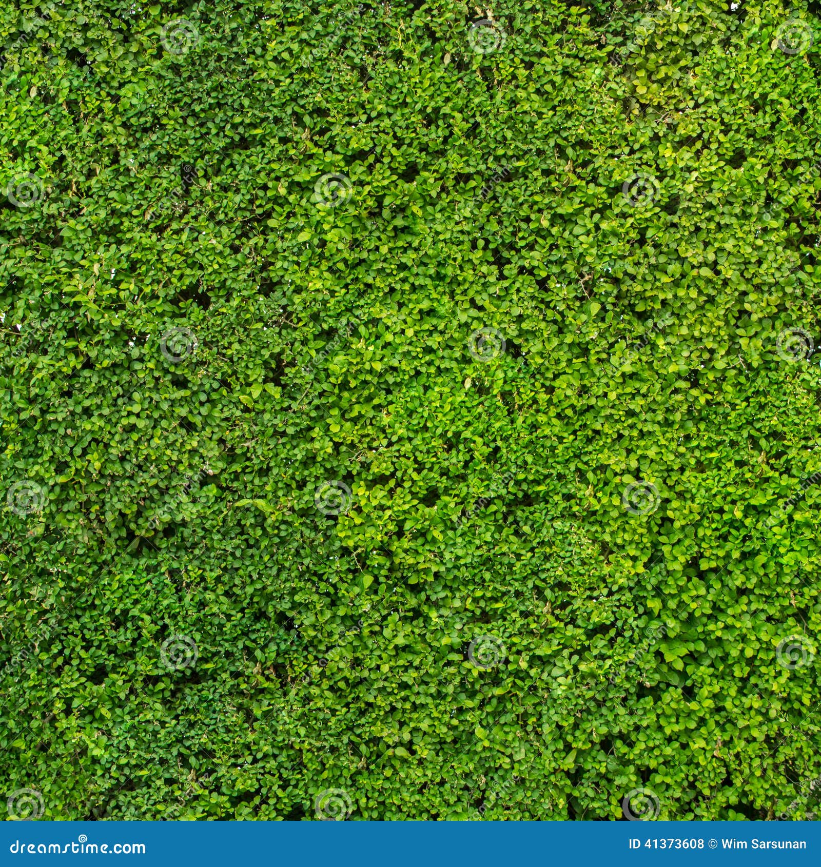 Texture verte de haie photo stock. Image du extérieur - 41373608