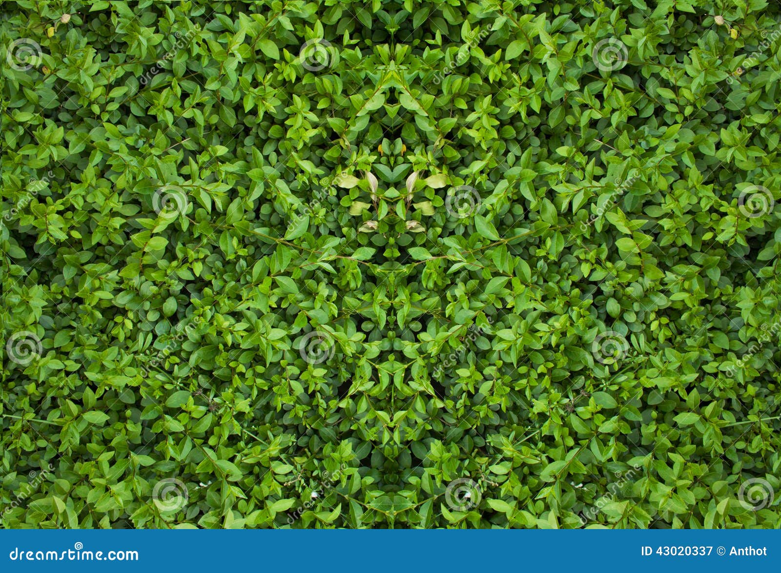 Texture verte de haie image stock. Image du vert, texture - 43020337
