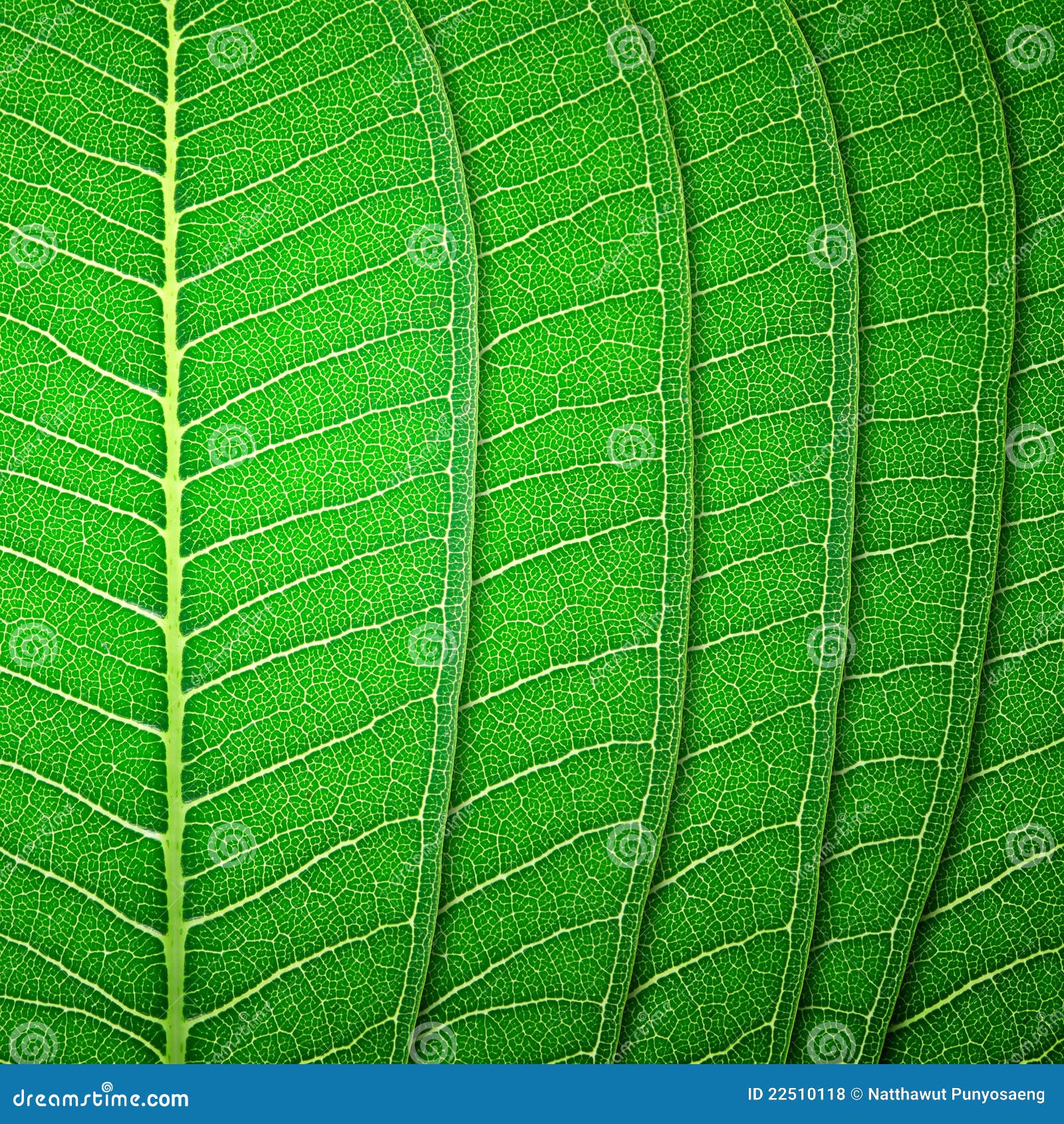 Texture verte de lame photo stock. Image du décoration - 22510118