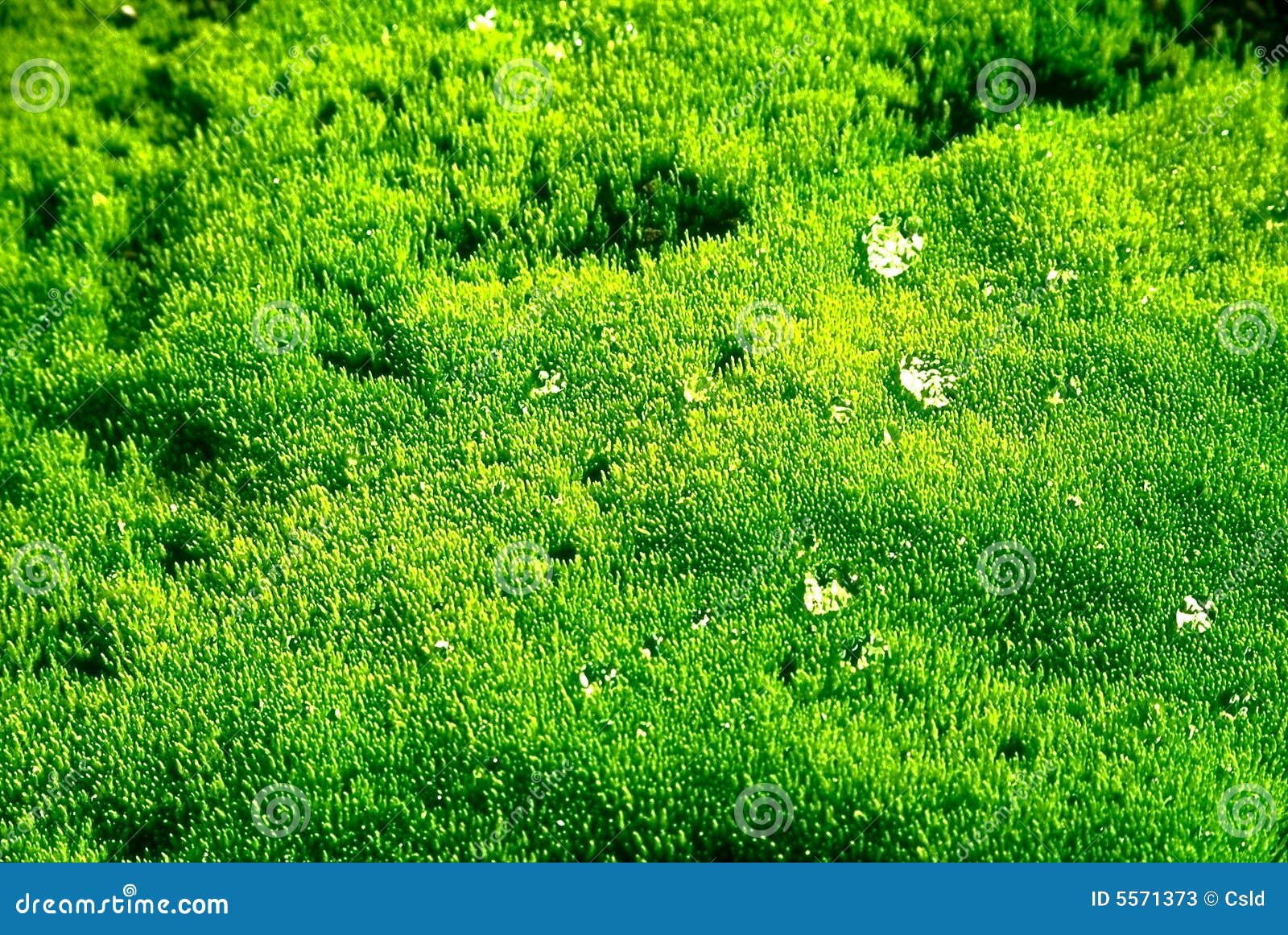 Texture verte de mousse image stock. Image du scénique - 5571373