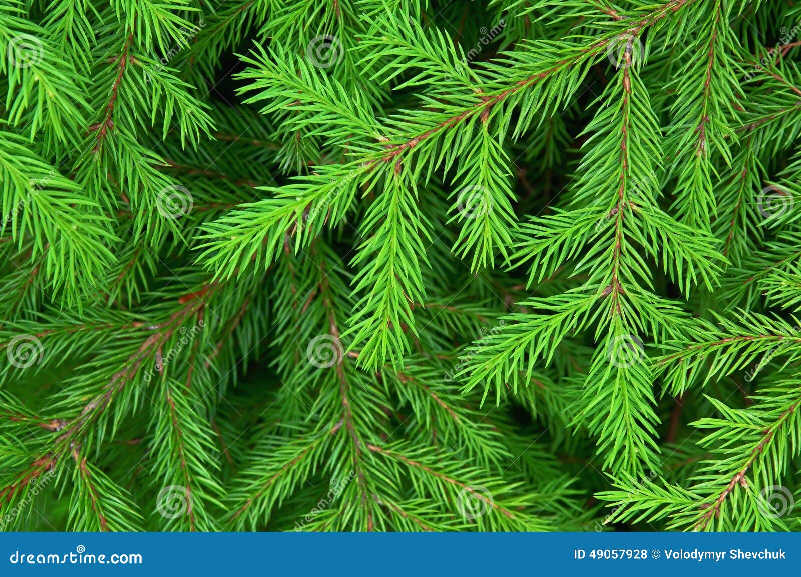 Texture verte de sapin photo stock. Image du lame, conifére - 49057928