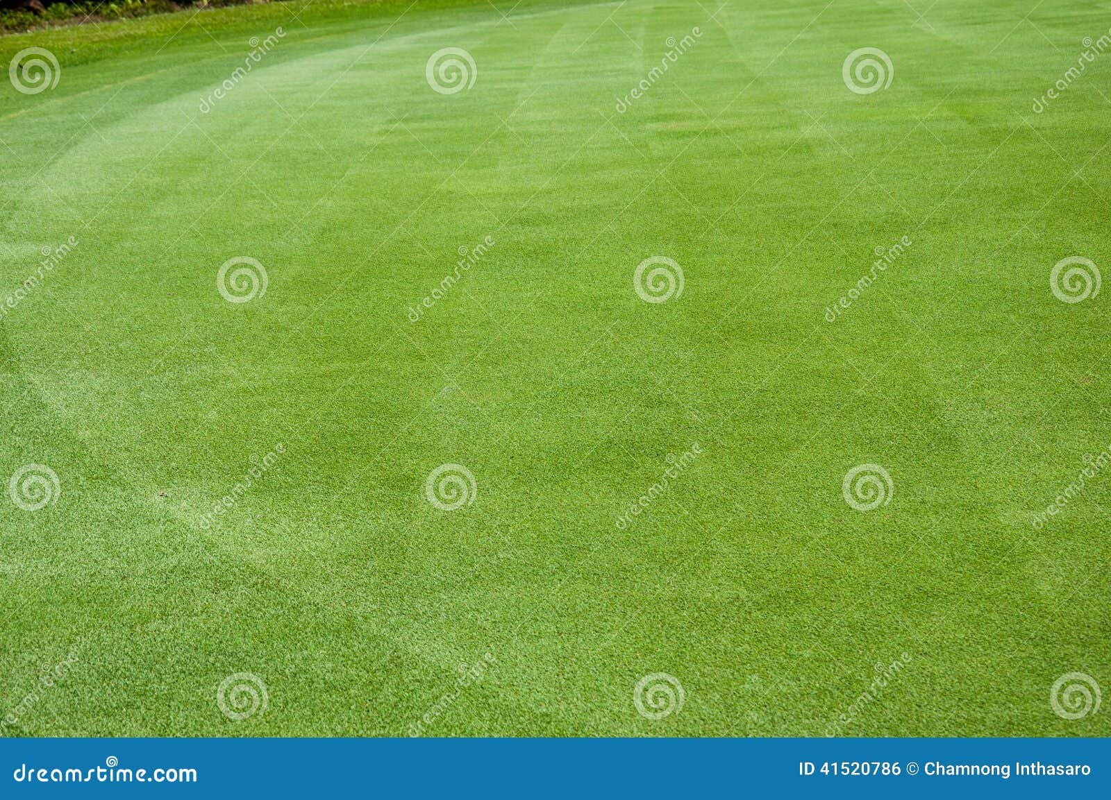 Texture of Very Fine Grass on Green Stock Photo - Image of friend ...