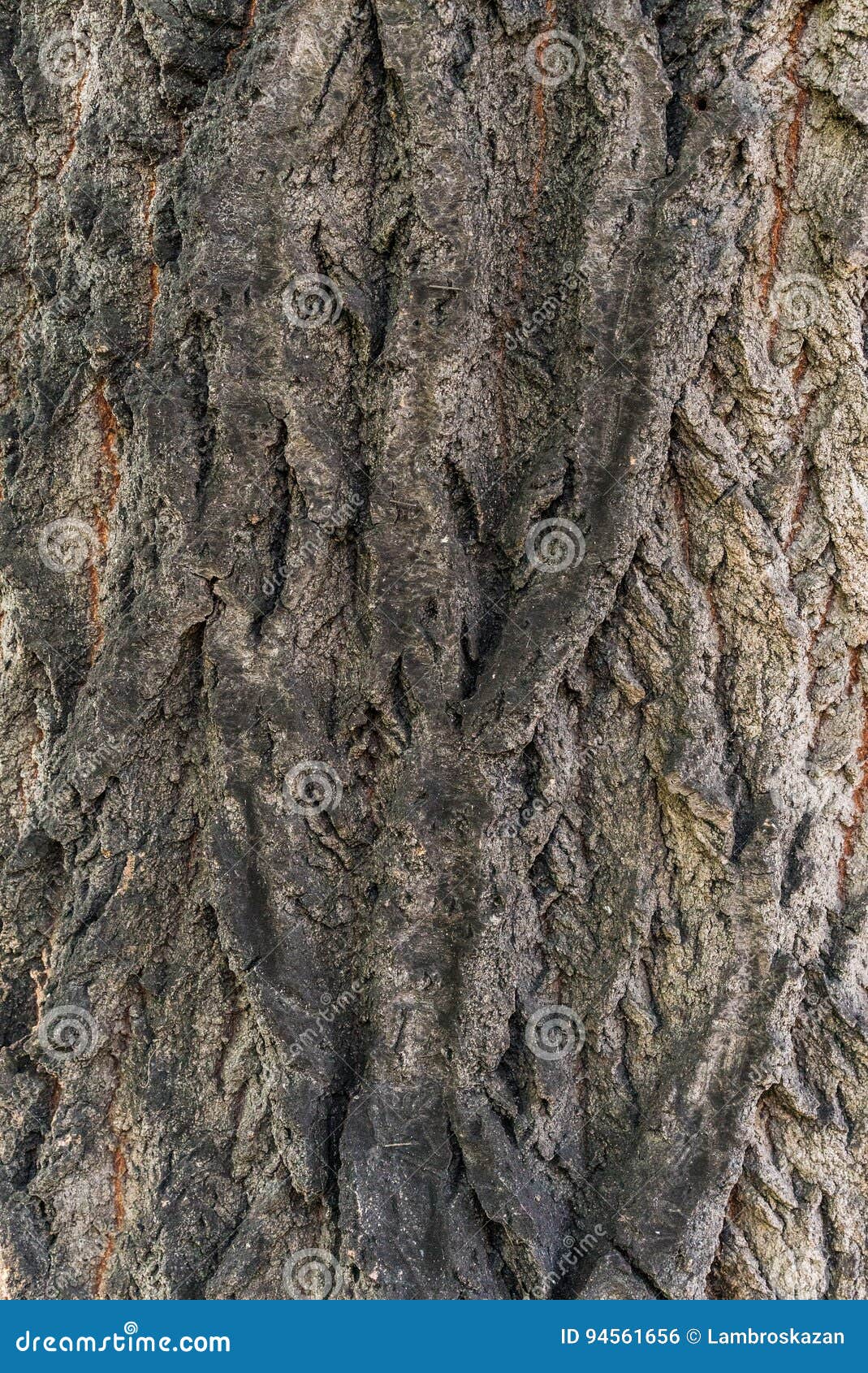 Texture of very old tree stock photo. Image of grunge - 94561656