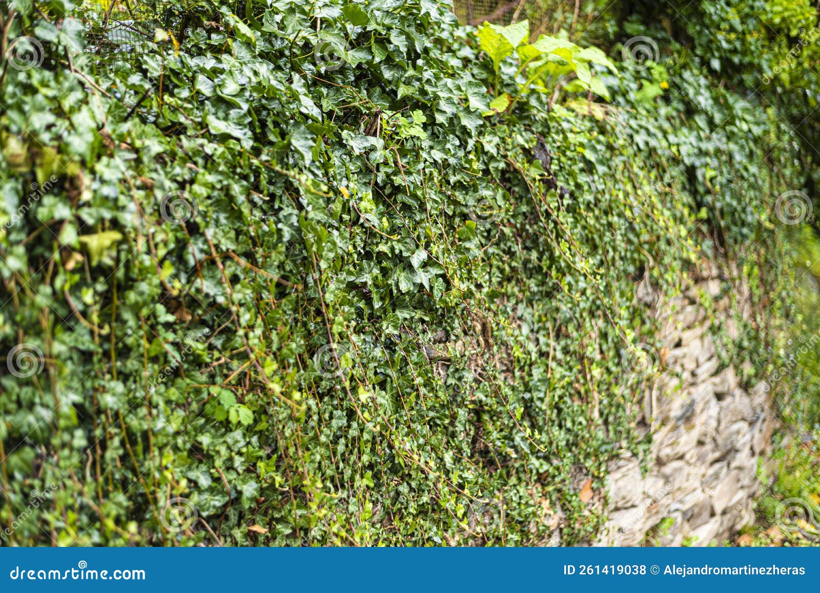 Texture of Creepers Falling Down the Rock Stock Photo - Image of life ...