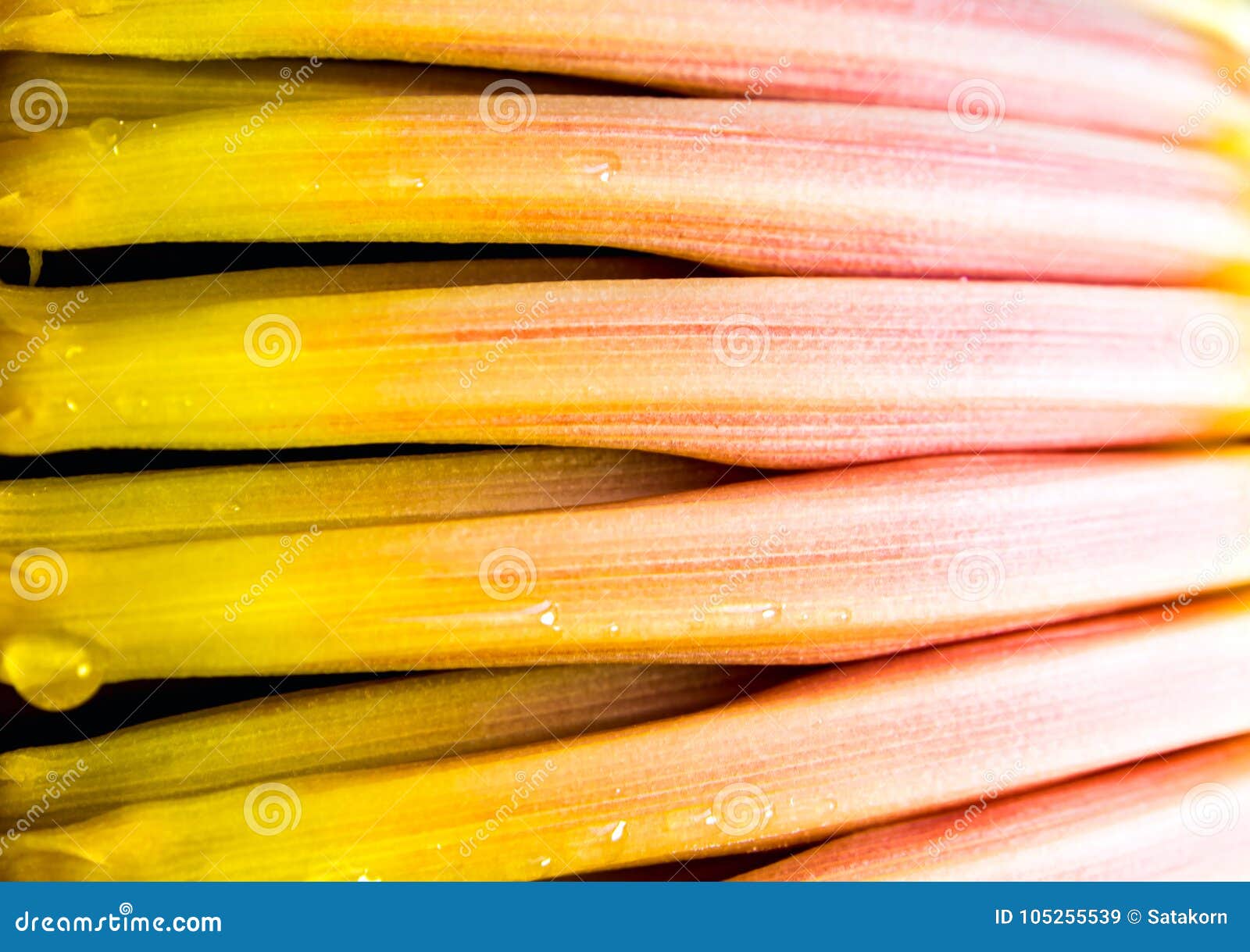 Silver Bluggoe Banana Blossom Stock Image - Image of vegetable, violet ...