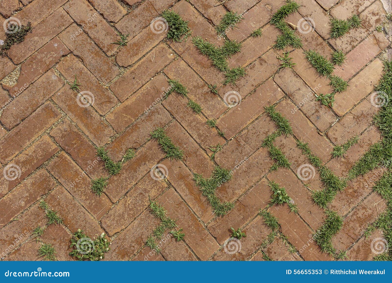 Texture of Walkway, Red Bricks Walkway Stock Image - Image of grass ...
